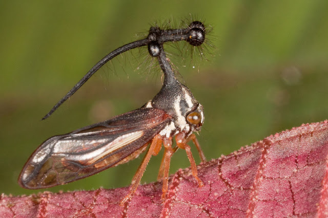 Flora y fauna: Bocydium globulare
