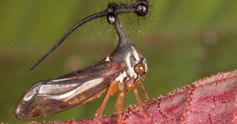 Flora y fauna: Bocydium globulare