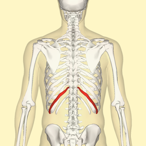 Boererate.com: Frakture van die ribbes en borsbeen