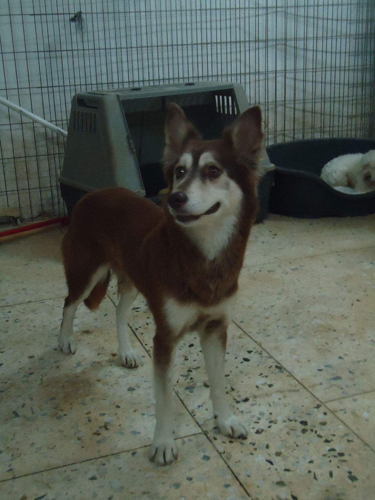 Ángeles abandonados: Hembra de Husky roja en adopción, urgente!