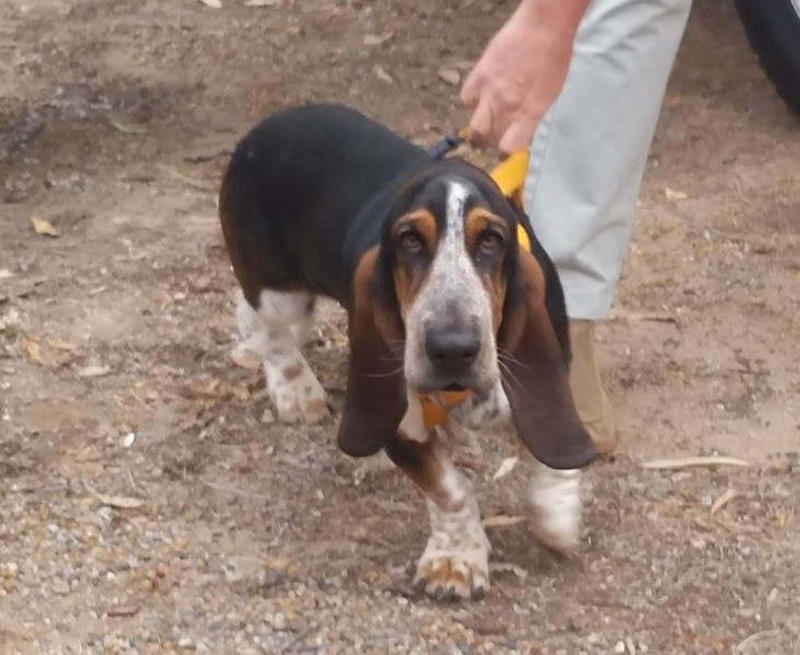 The Merry Bard - by T.L. Merrybard: Just a...