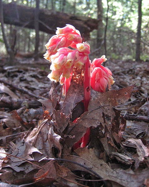 Sci/Why: The Ghost Plant: Monotropa uniflora