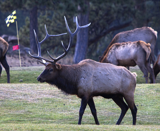 Ken Papaleo: X Marks the Shot: Elk in the fall, Evergreen, Colorado.