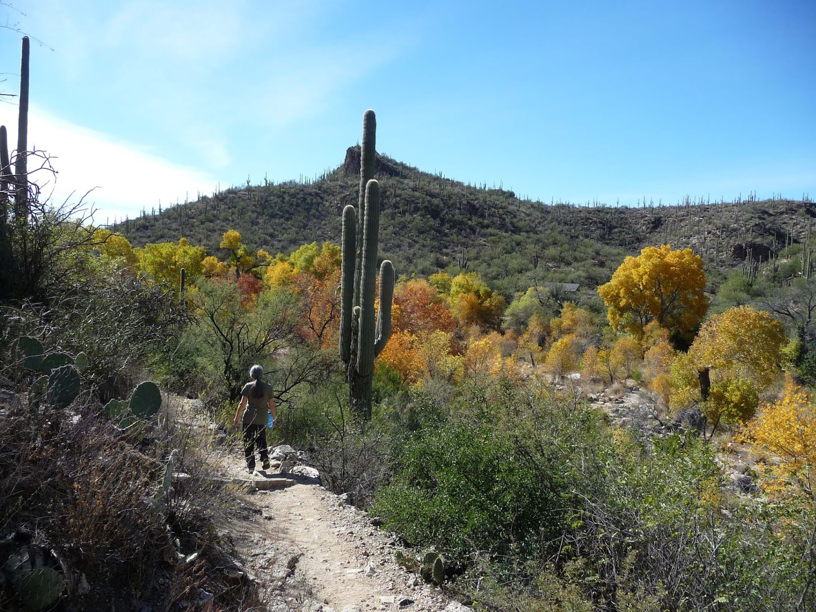 Desert Colors: Fall Colors