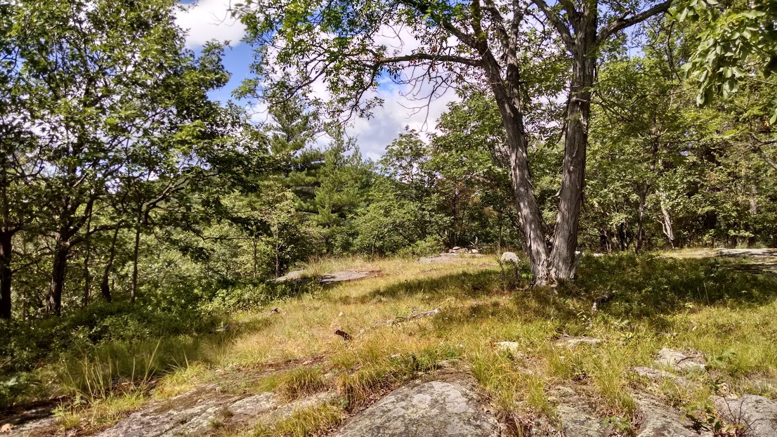 Off on Adventure: Terzian Woodlot - Hague, NY - 8/1/15