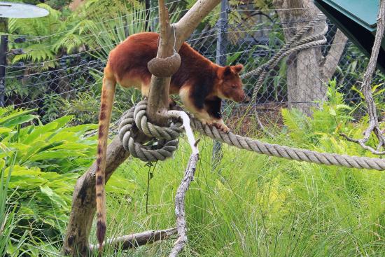 Trabajar en el zoo: Cuidados del canguro arborícola de Goodfellow