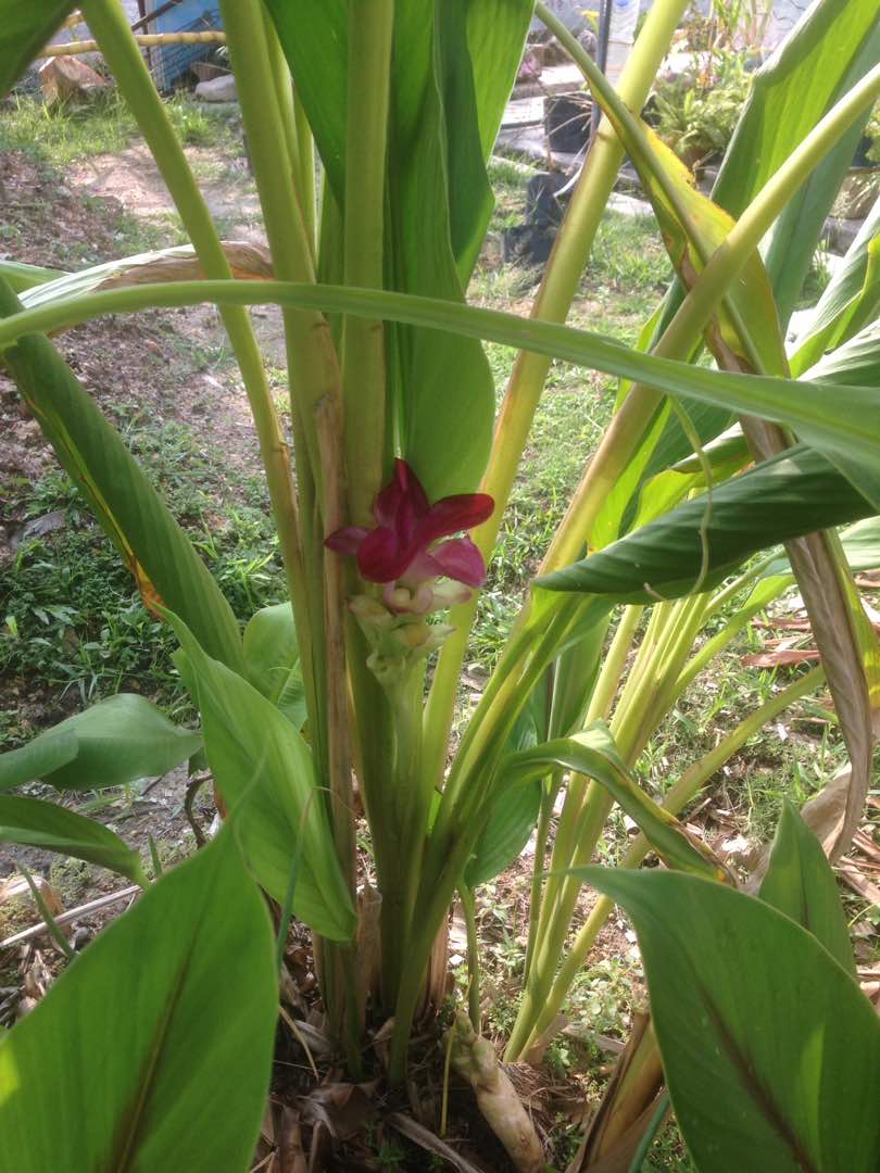 Jom Tanam Sayur ( JTS ) : Bunga Pokok Temu LawakJom Tanam Sayur (JTS ...