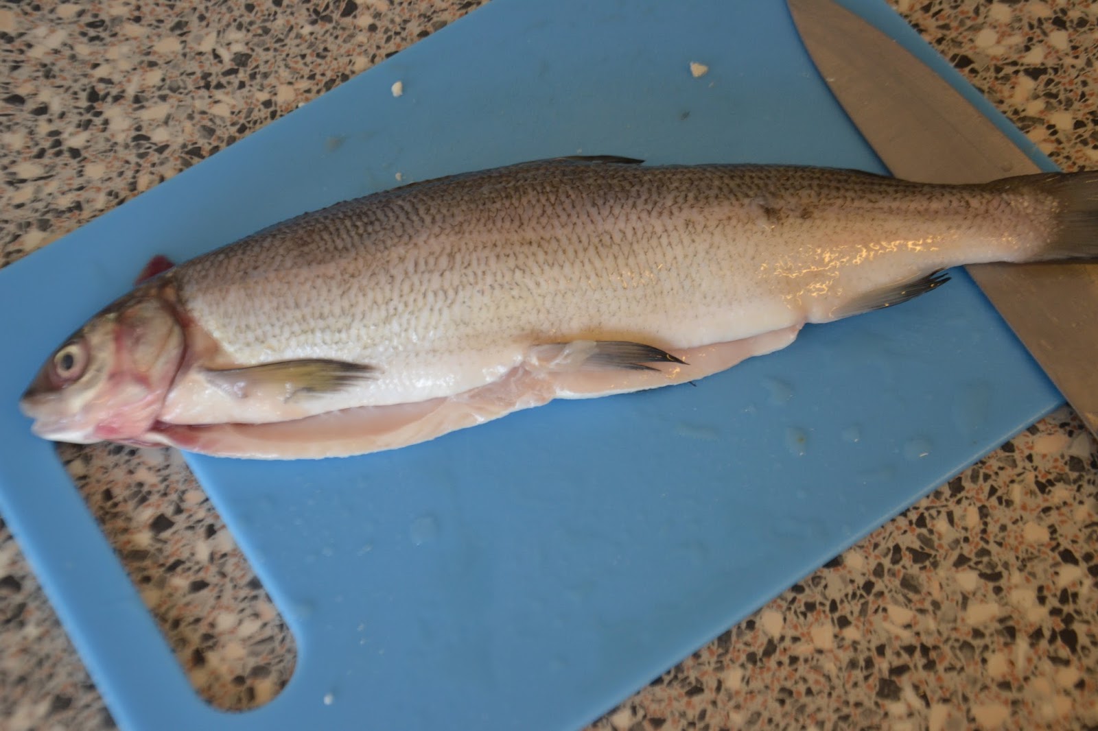 Oppdag Fisk!: Sik/European Whitefish/Coregonus Lavaretus (Ferskvann)
