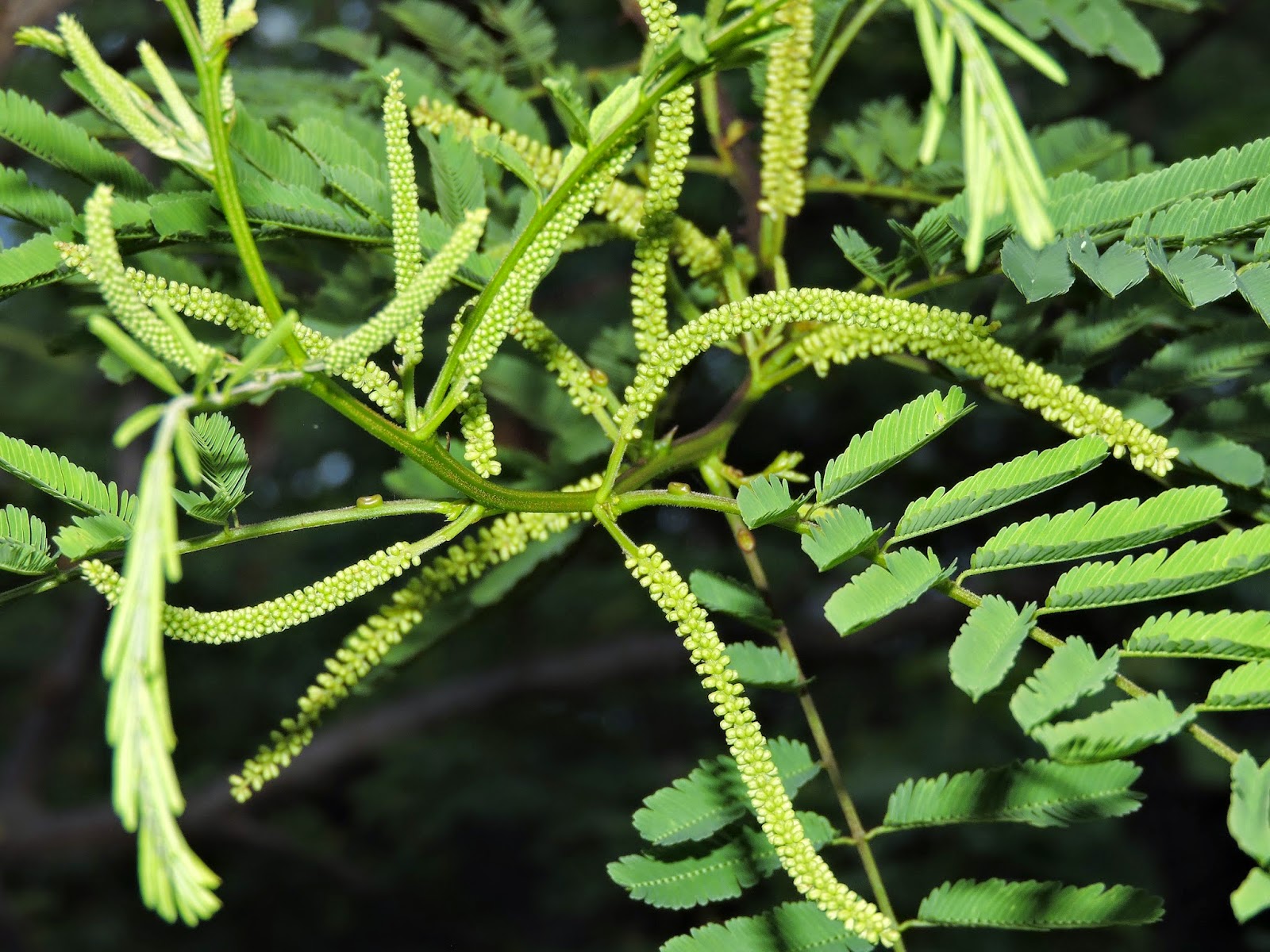 Fabaceae - Leguminosae no Brasil: Fabaceae - Piptadenia retusa (Jacq ...