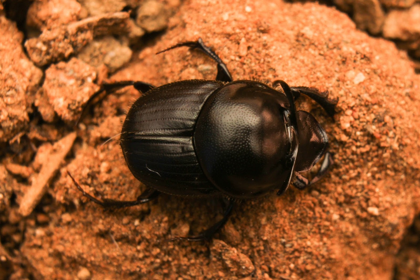 Biodiversity of Cyprus by NGO Protection of the Natural Heritage and ...