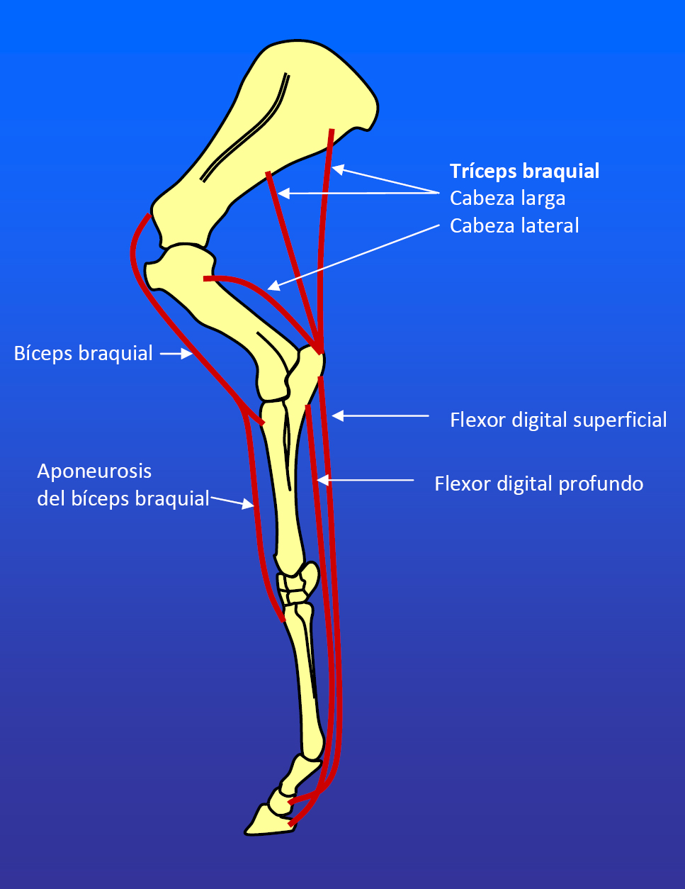 Peculiaridades de Anatomía Veterinaria: Caballos y ahorro de energía