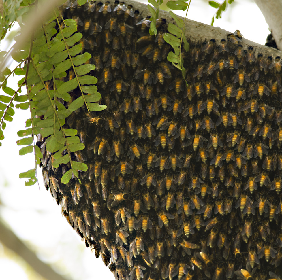 CORONA APICULTORES: APIS DORSATA