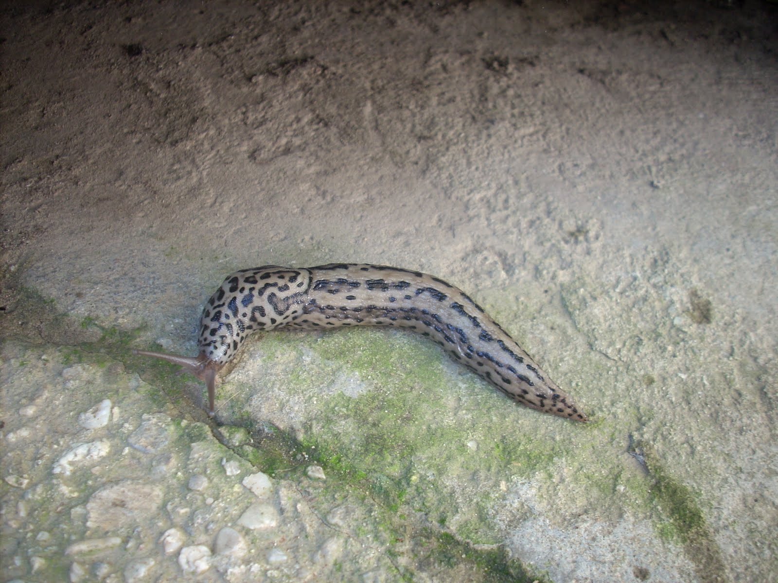 z b a t e r i - blog cu intentii bune: Melcul fara casa