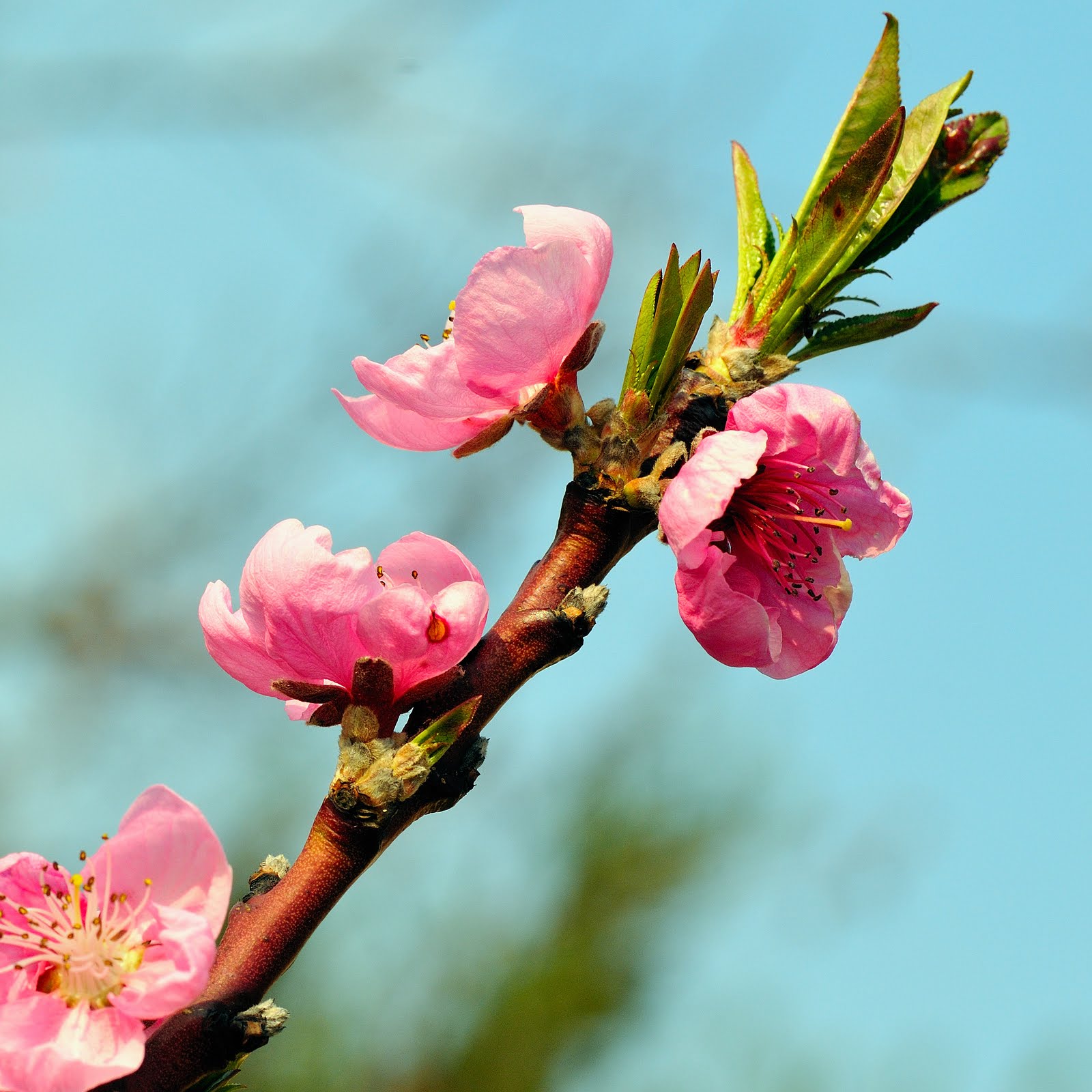 Circolo Culturale Fotografico Bergamo 77: Oggi è fiorito il pesco nano