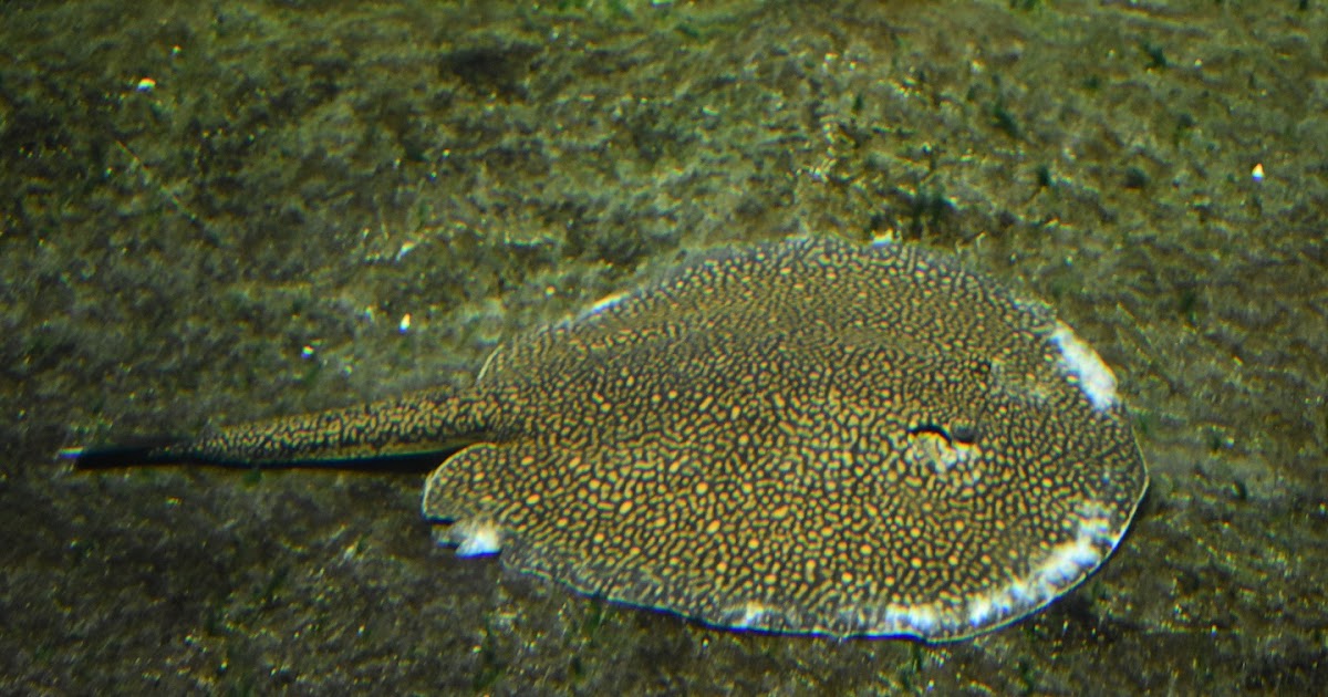 ZOOTOGRAFIANDO (6.100 ANIMALS): RAYA DE RÍO DE MANCHAS GRANDES ...