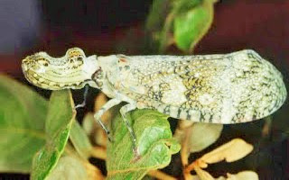 EL MAÑANERO NOTICIAS - SAPOSOA: SI LE PICA LA CHICHARRA MACHACO TIENE ...