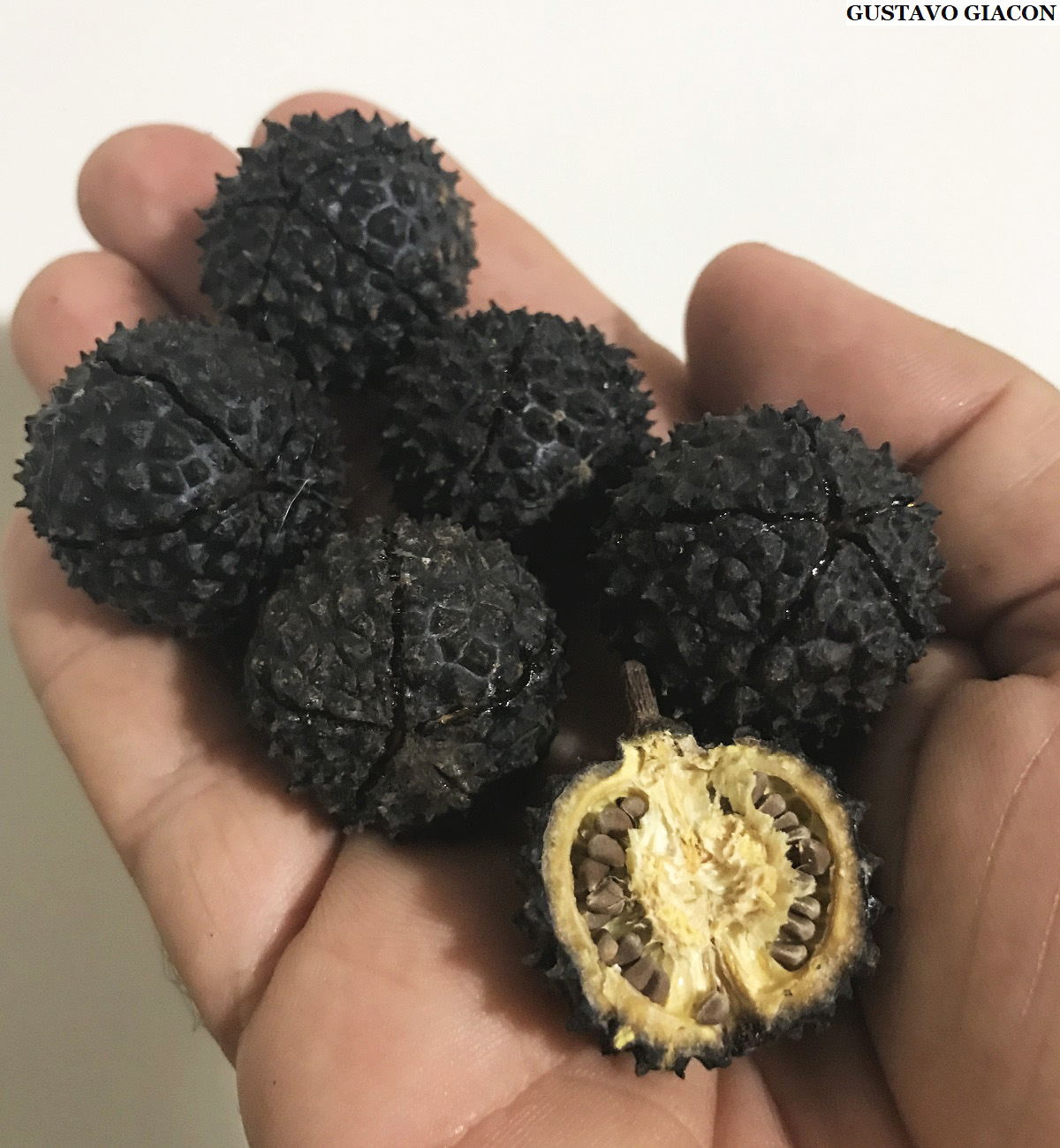 Viveiro Ciprest - Plantas Nativas e Exóticas: Mutamba ou Mutambo ...