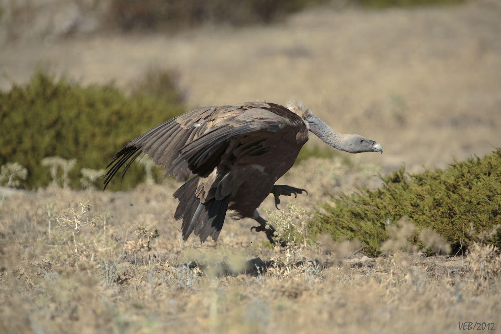 COLORS NATURALS: Buitres Leonados