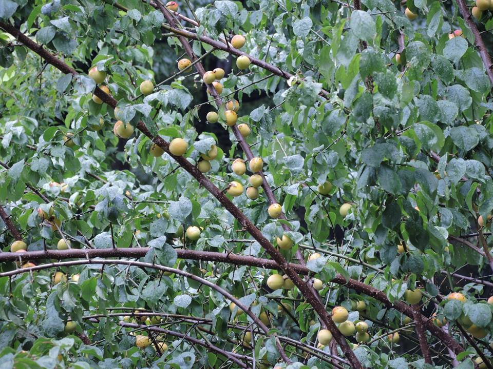 THE SUNDAY ZEN! – M & S | Ultimate High-Fidelity