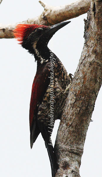 Biodiversity of Sri Lanka: කෑරලා [Kerala]/Black-rumped Flameback ...