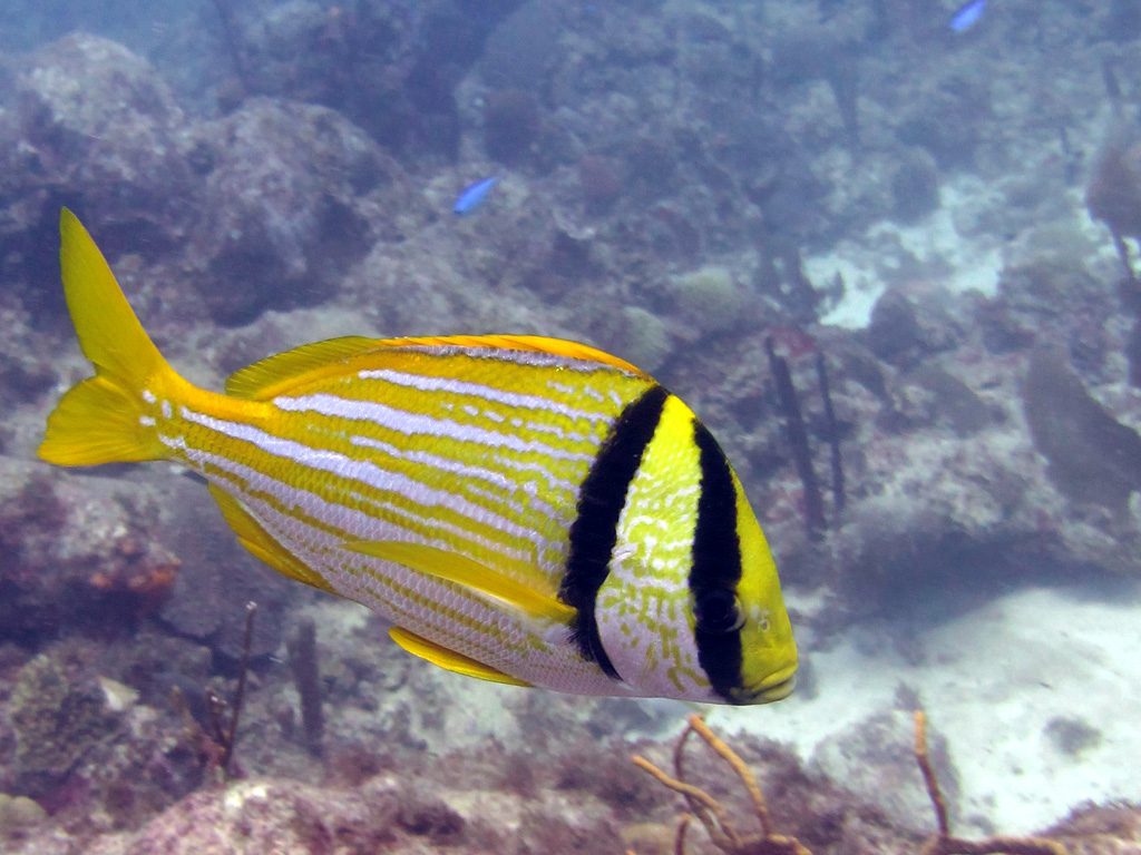 Life Is Short- So Are My Pants: The Unfortunately-named Porkfish