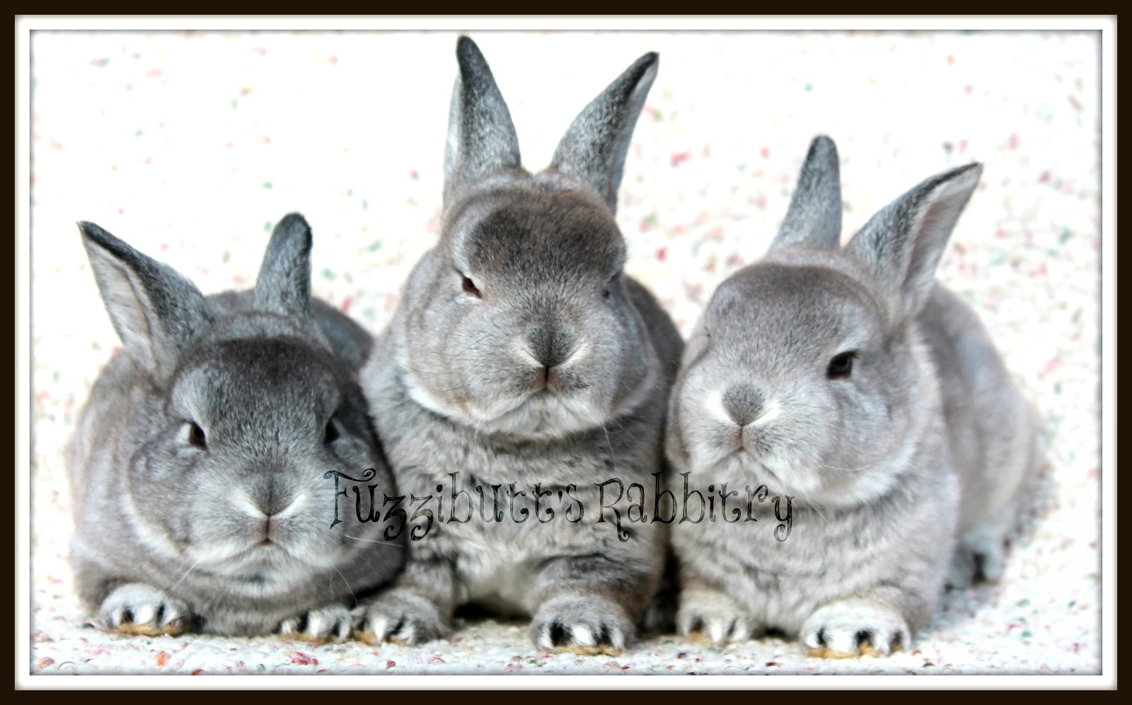 Fuzzibutt's Rabbitry: Our 1st Chinchilla Rex Litter