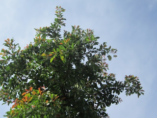 Trees of Nanmangalam Forest (Kanchipuram - Tamil Nadu) | My Travelogue ...