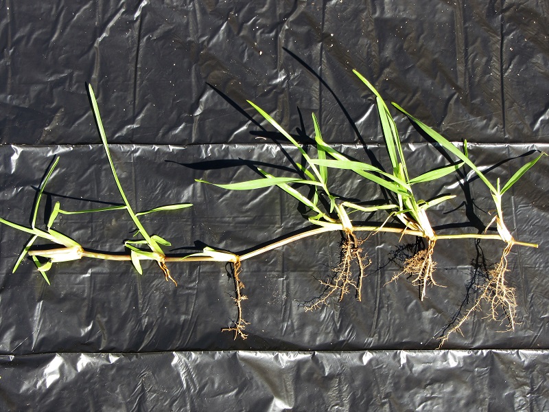 Bucólico Anónimo : Aprender a Distinguir: Escalracho de Relva Santo ...