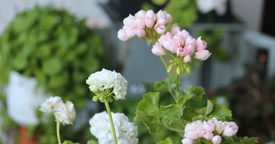 Sarin puutarhat: Pelargoni ja Musta Multa