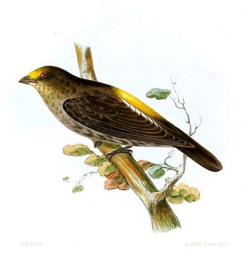 Birds of India | Bird World: July 2017