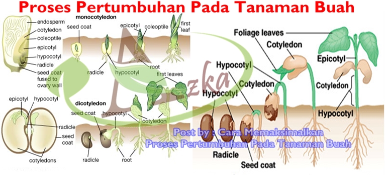 Cara Memaksimalkan Proses Pertumbuhan Pada Tanaman Buah ~ SOT HCS ...