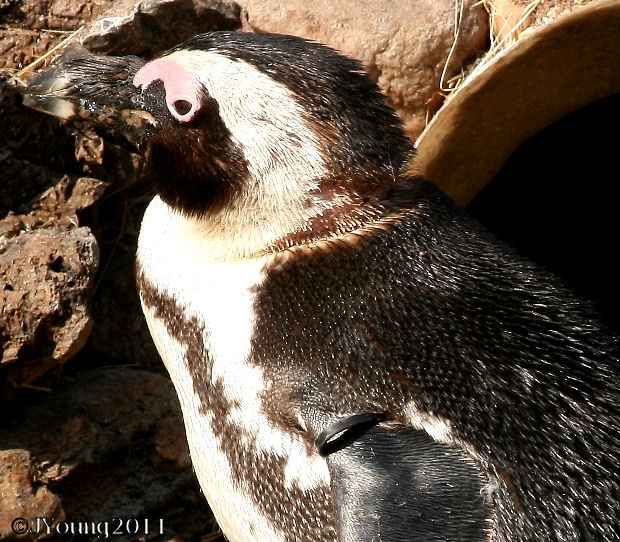 South African Photographs: Jackass penguin - Spheniscus dermersus