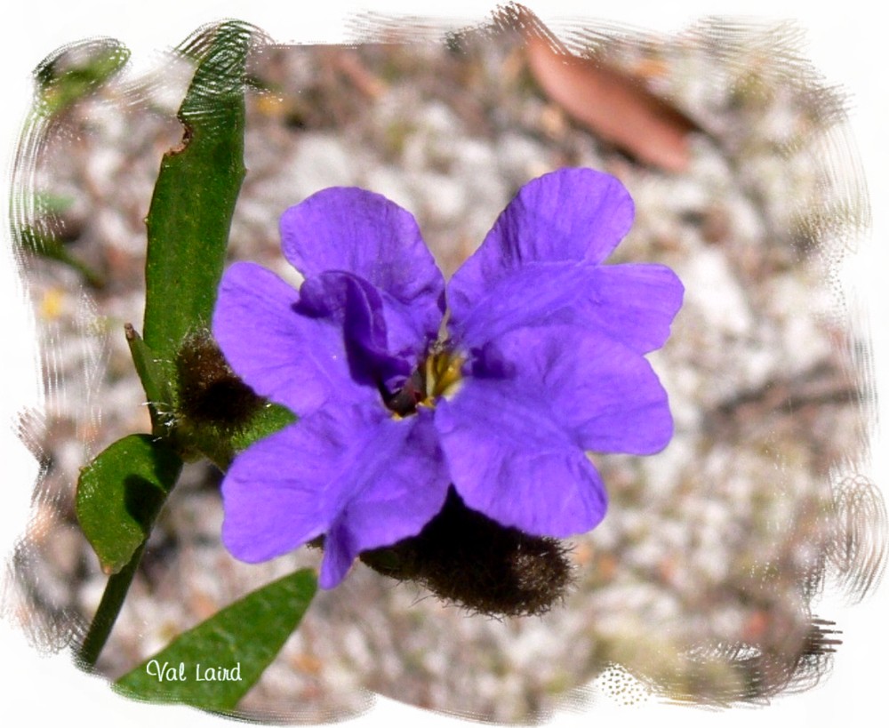 Val Laird Designs - Journey of a Stitcher: Wild about wildflowers