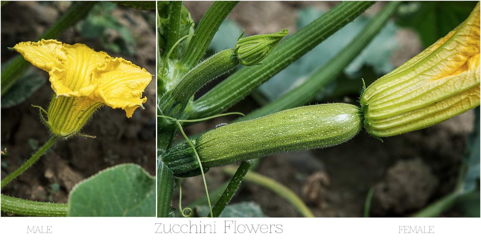 La Tavola Marche Zucchini 101