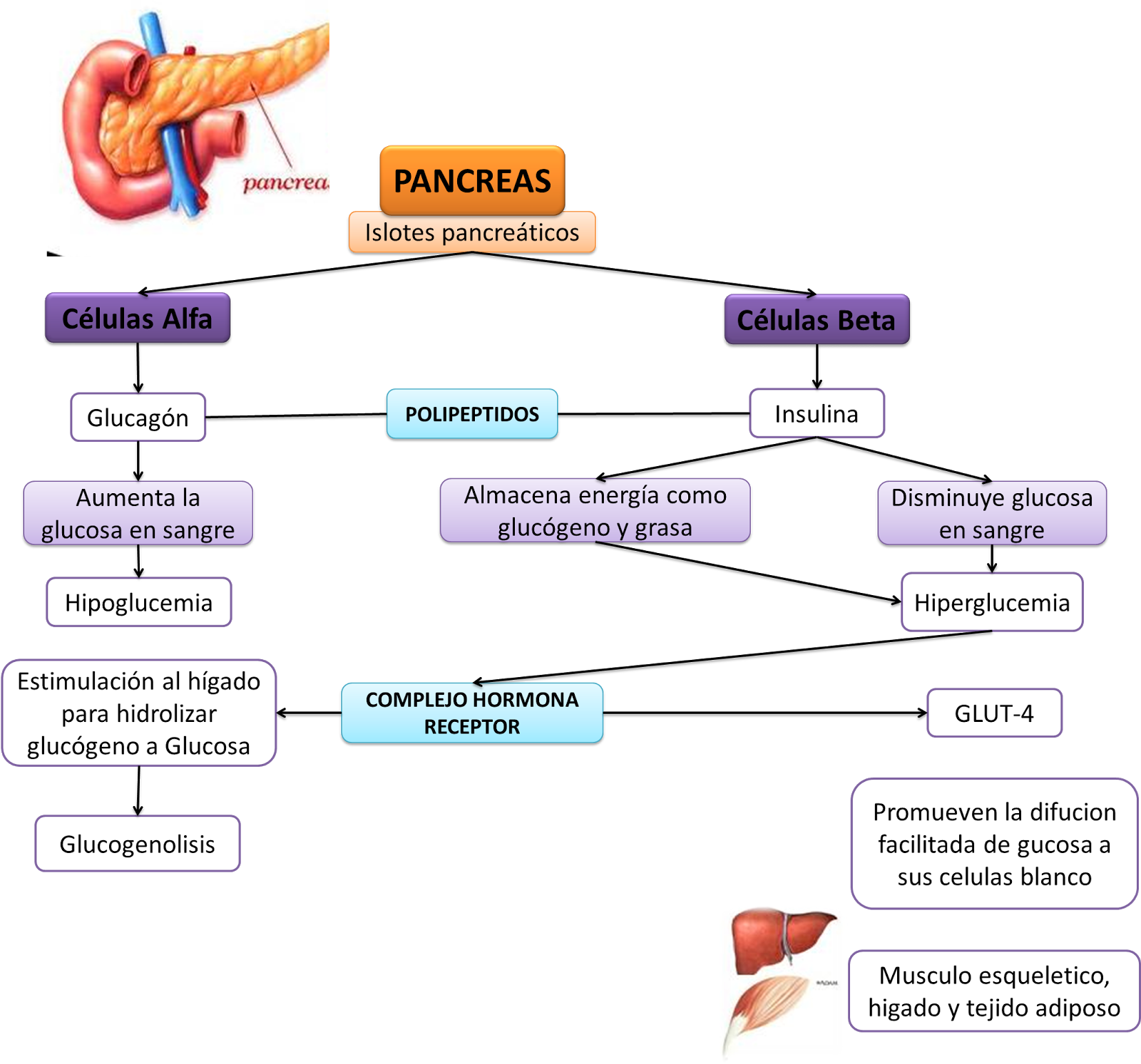 Fisiologia Medica: PANCREAS