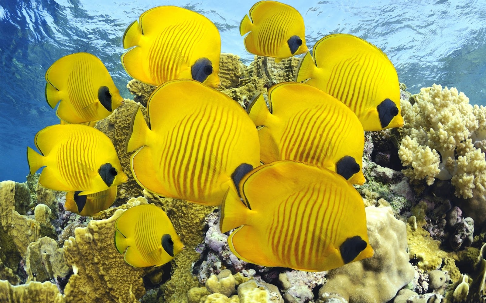 Beautiful Fish Photos Images And HD Wallpapers