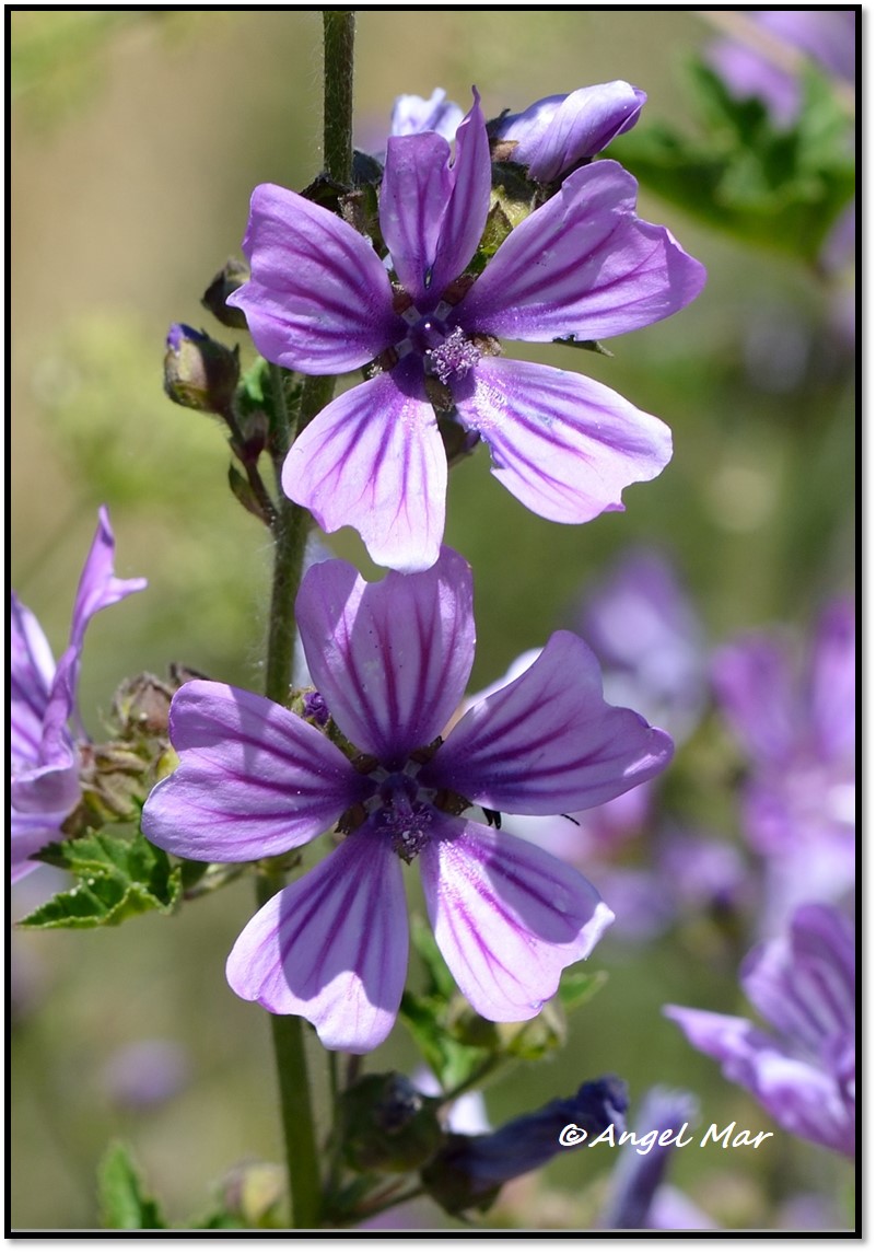 Flores y Bichos ***: Malva sylvestris (Malva común) - Una todoterreno