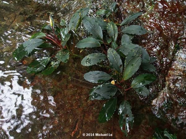 The rainforests of Borneo & Southeast Asia: Bucephalandra bogneri from ...