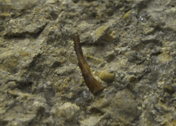 The Pterosaur Database: Pterosaurs at Liverpool