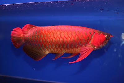 Arwana Merah Super (Scleropages Legendrei) | Arwana Super Red Kapuas Hulu