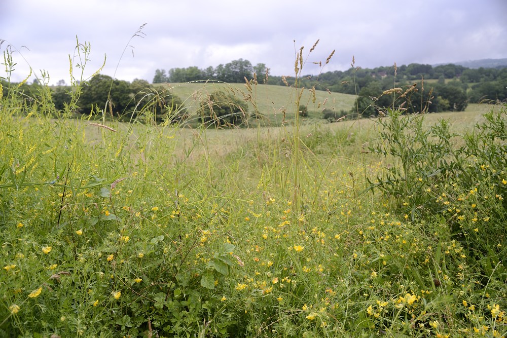 balade botanique: Lotier commun