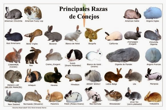 TODO SOBRE MIS CONEJOS: Cuadro de las principales razas de los conejos