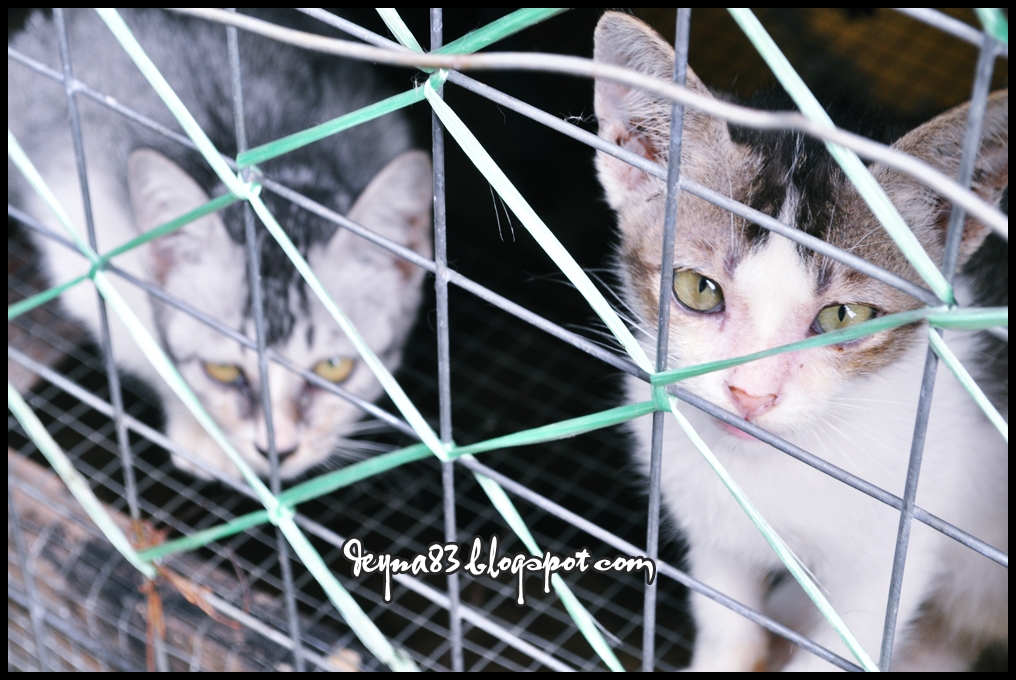 57+ Gambar Kucing Kampung, Terpopuler!