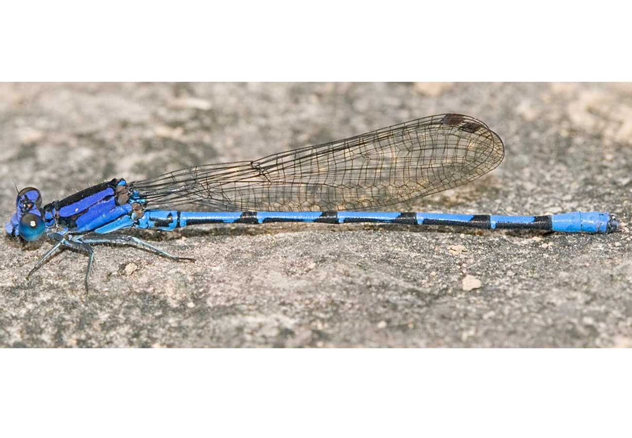 Species New to Science: [Entomology • 2017] New Species of the ...