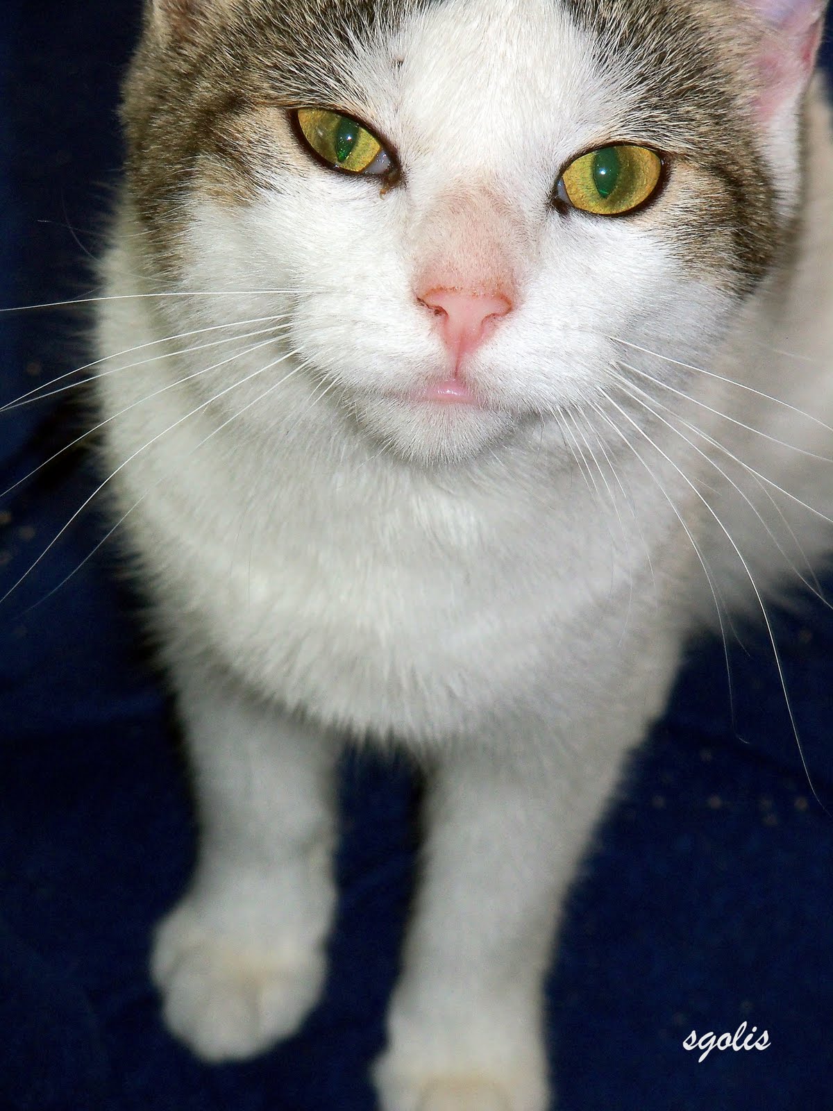 Cat Adoption Guide: Cat Scratch Treatment / When to Get Medical Care