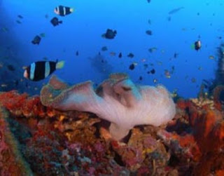 Indonesian Tourism: Triton Bay