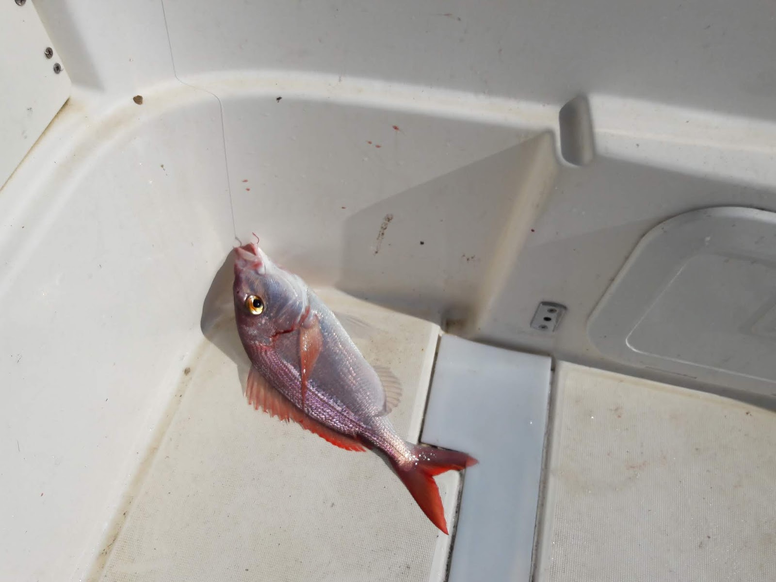 PESCA Y GASTRONOMÍA: PESCAR BRECAS A LA DERIVA