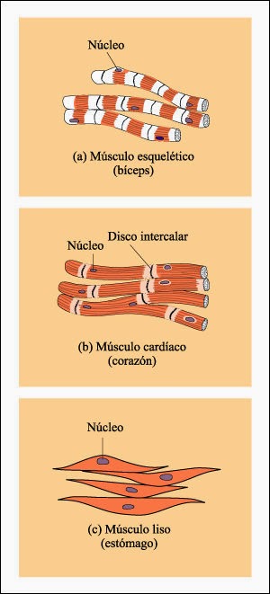Clasificación de los Músculos: Tarea Video Documental sobre los Músculos