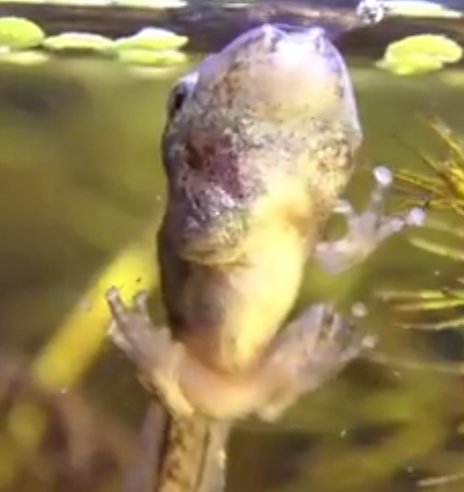 Tadpole With Front Legs
