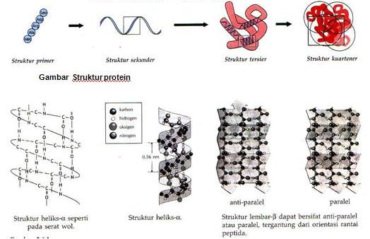 Protein ~ Blog Kimia MAN 2 Klaten